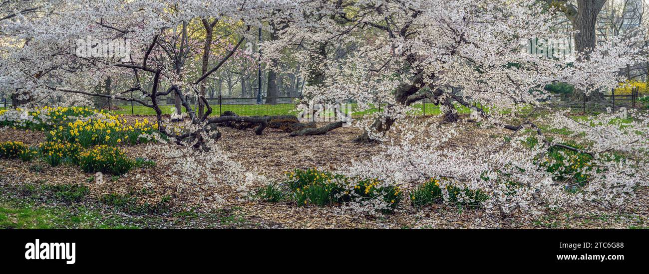 Spring in Central Park, New York City, early morning with trees i bloom ...