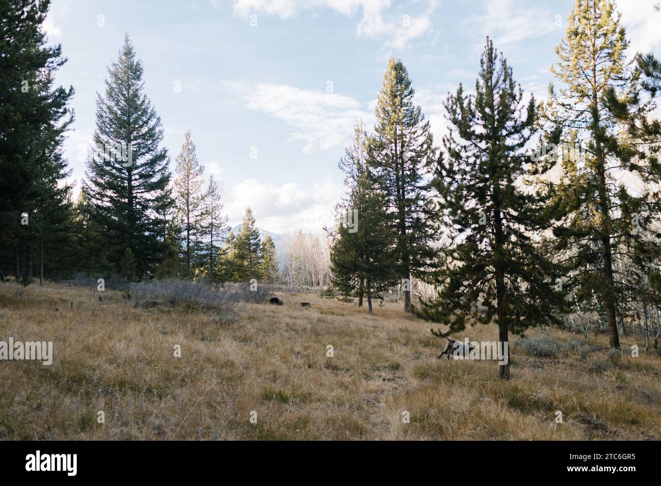 Dogs running freely in the pine forests of Stanley, Idaho Stock Photo ...