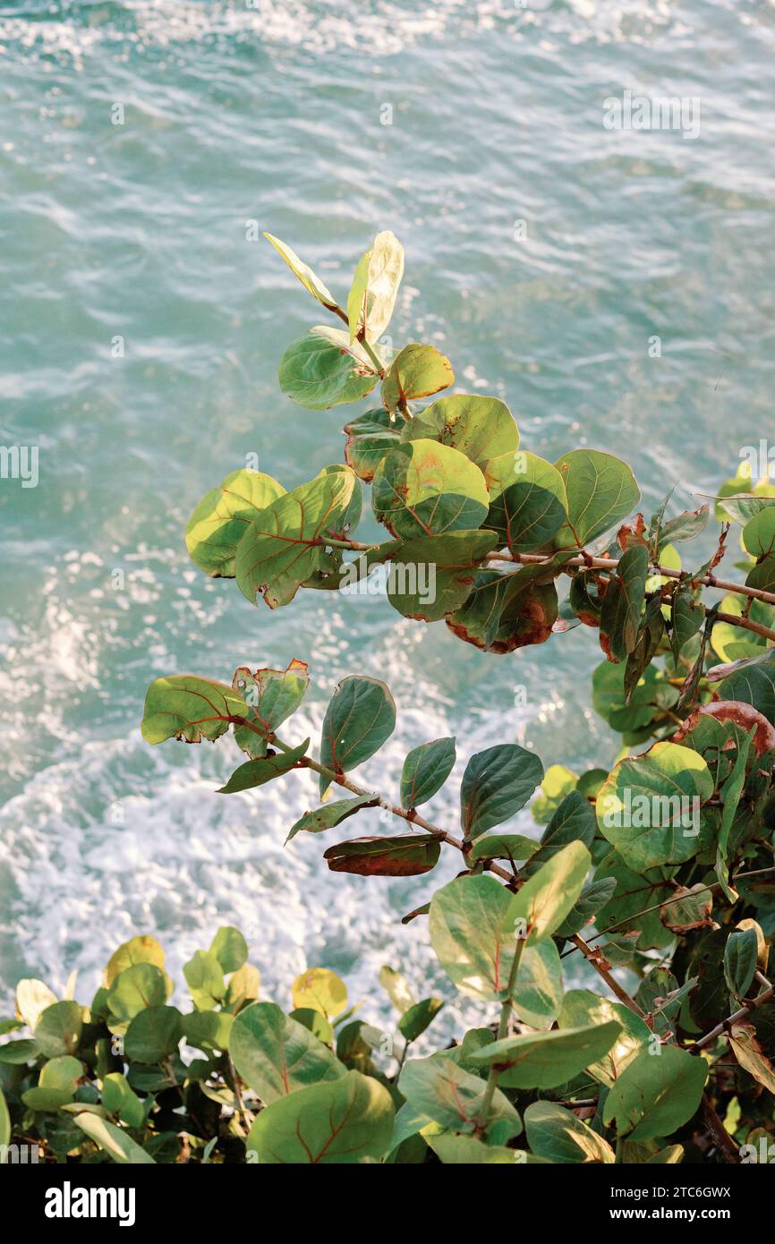 Sunlit green leaves over blurred ocean waves, tranquil nature Stock ...