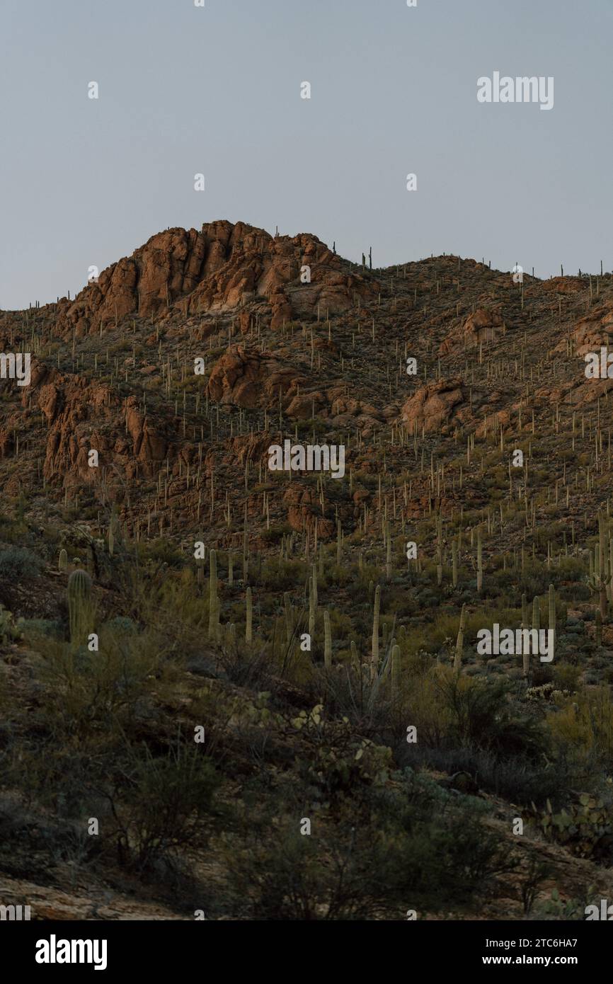 Cactus covered hillside hi-res stock photography and images - Alamy