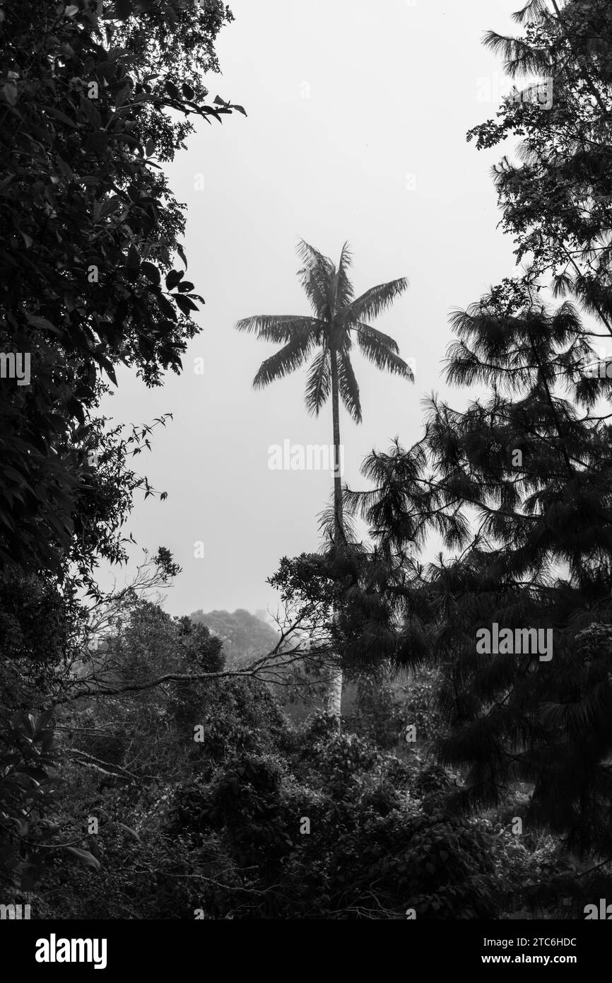 A foggy forest with tall palm trees emerging from the misty landscape ...
