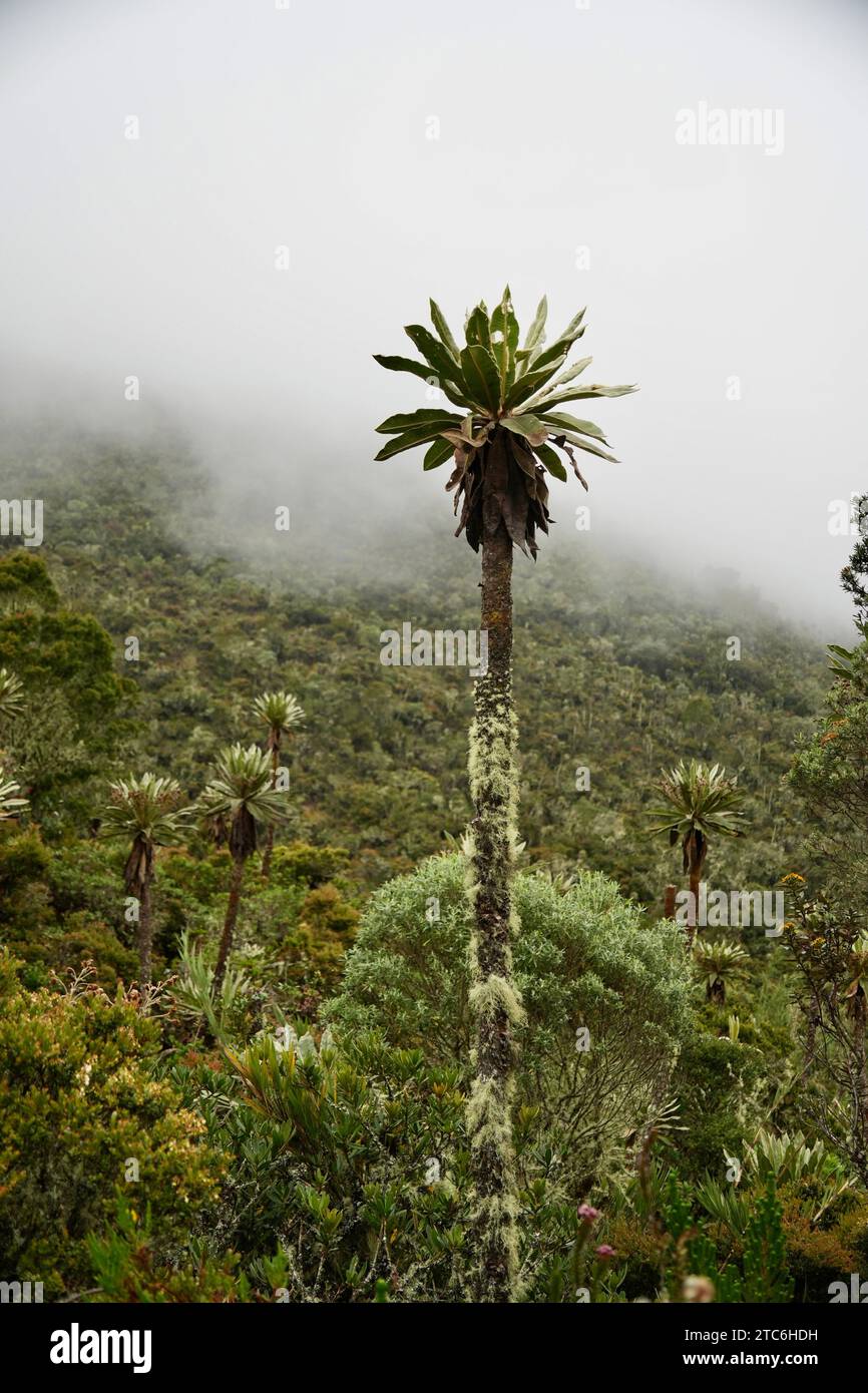 A scenic view of a lush forest with tall trees in Chingaza National ...