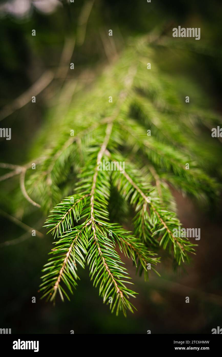 Greenery pine trees growing in hi-res stock photography and images - Alamy