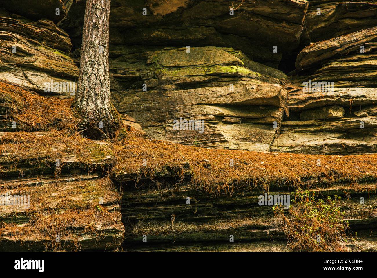 Great Trees Grow in Difficult Places Stock Photo - Alamy