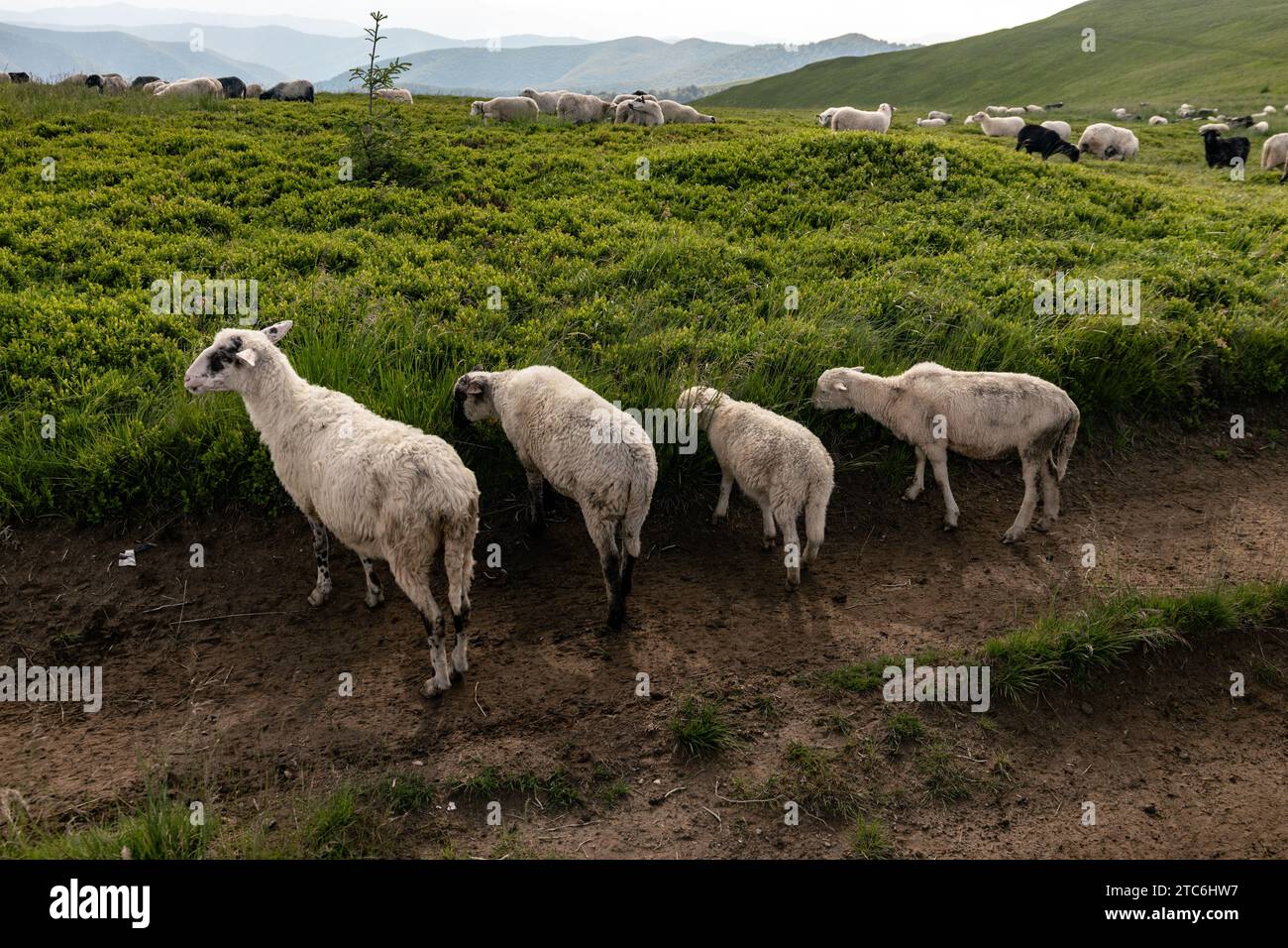 Flocking sheep hi-res stock photography and images - Alamy