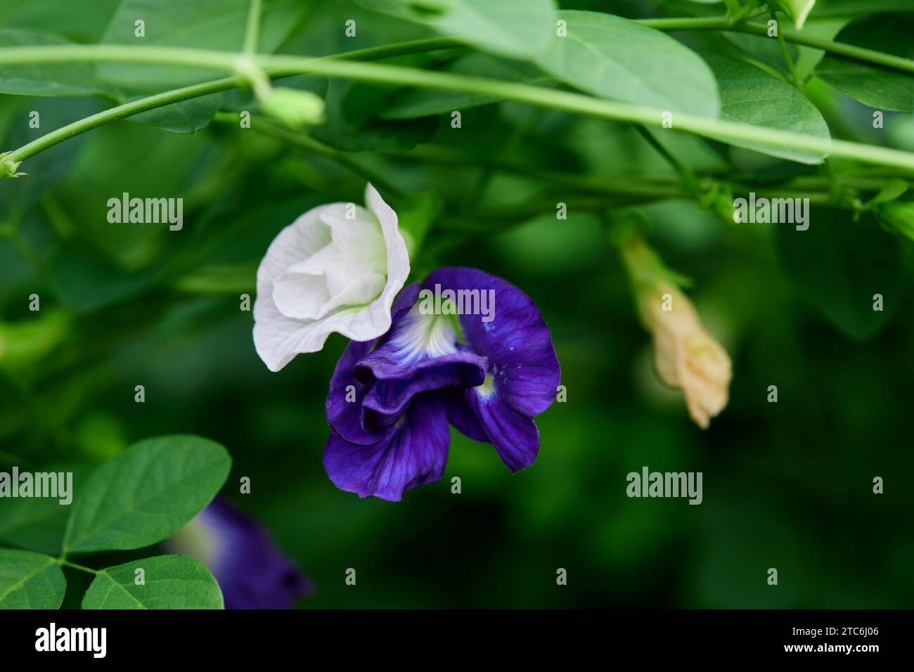 Butterfly pea hi-res stock photography and images - Alamy