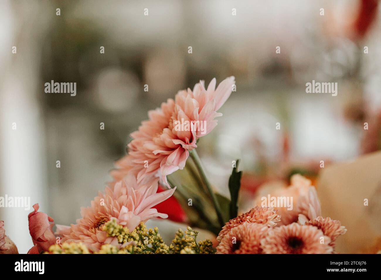 Light pink flowers in bloom at the flower shop Stock Photo - Alamy