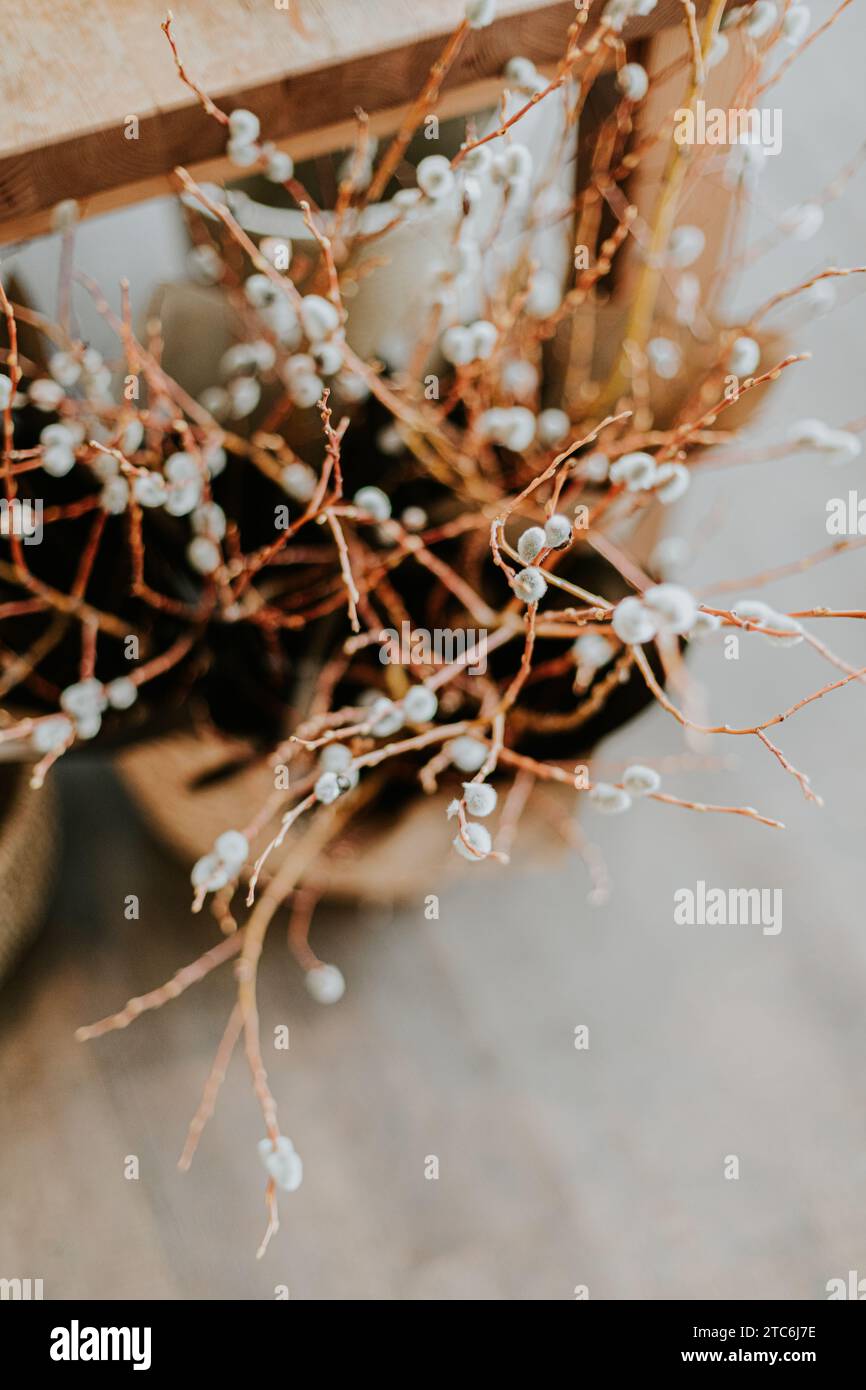 Dried willow branches in the window light Stock Photo - Alamy