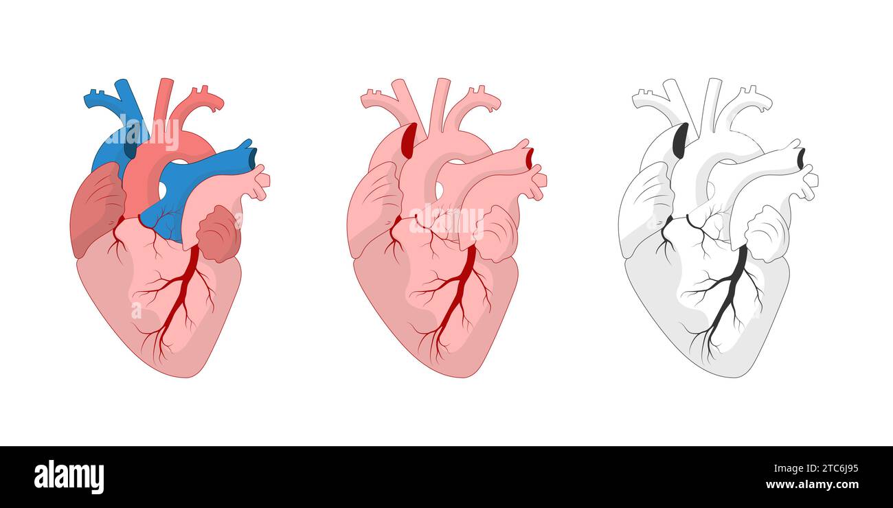 Set of anatomical heart drawings: black and white, pink and classical ...