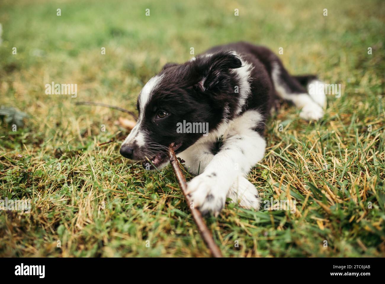 Border collie with stick hi-res stock photography and images - Alamy