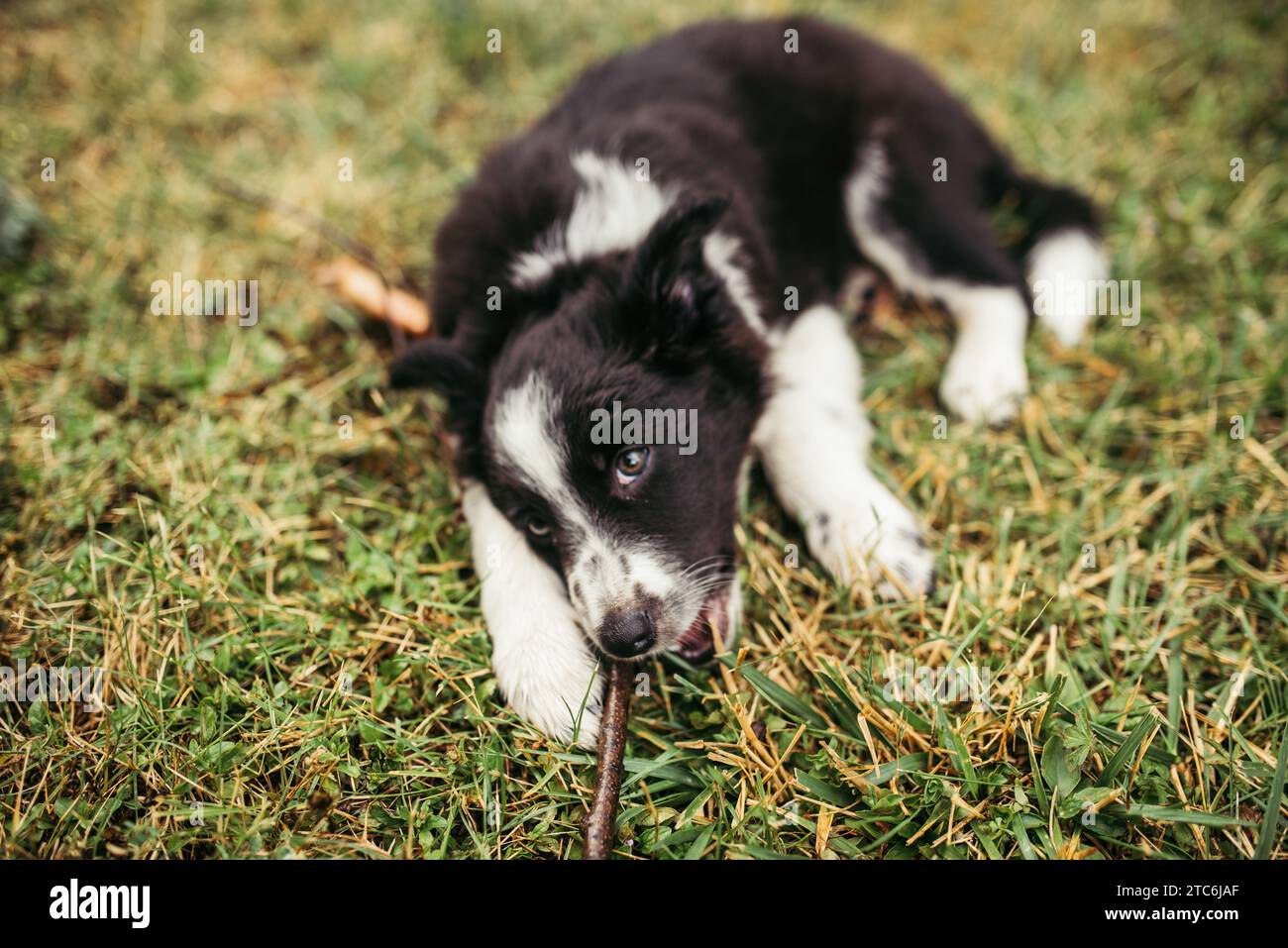 Dog eating a stick hi-res stock photography and images - Alamy