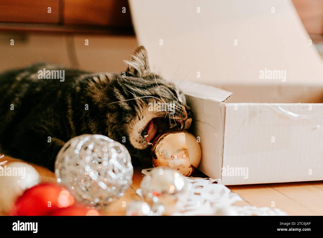 Canada christmas eat not food hi-res stock photography and images - Alamy
