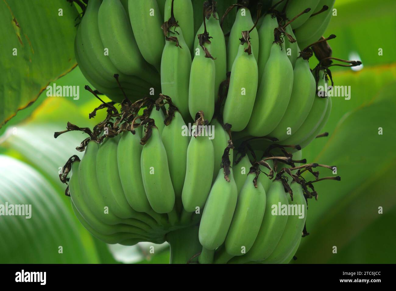 Banana fruit for Nature Background Stock Photo - Alamy