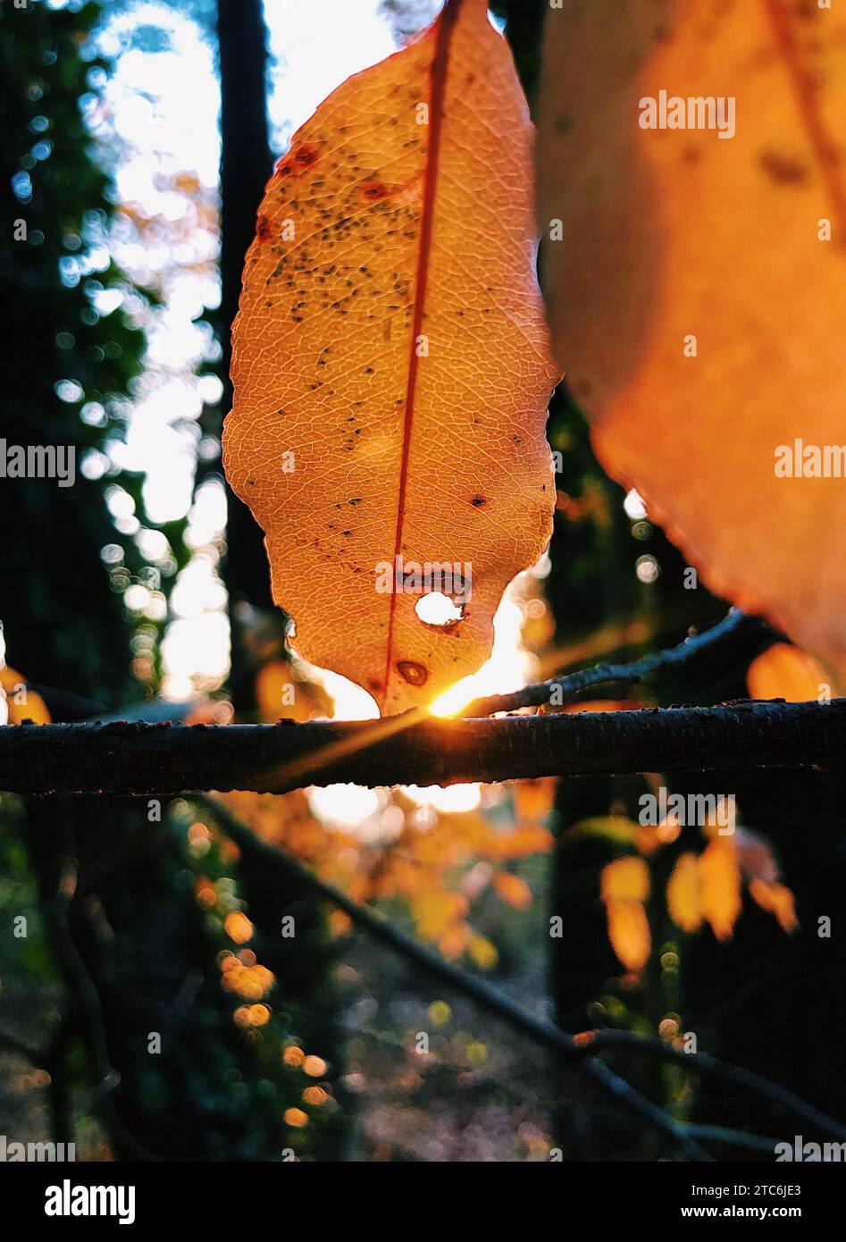 Gleaming hi-res stock photography and images - Alamy