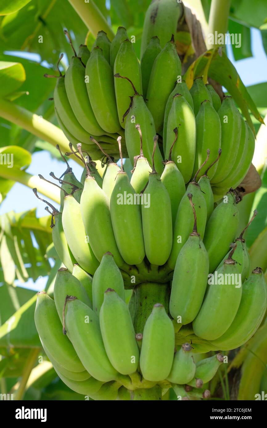 Banana fruit for Nature Background Stock Photo - Alamy