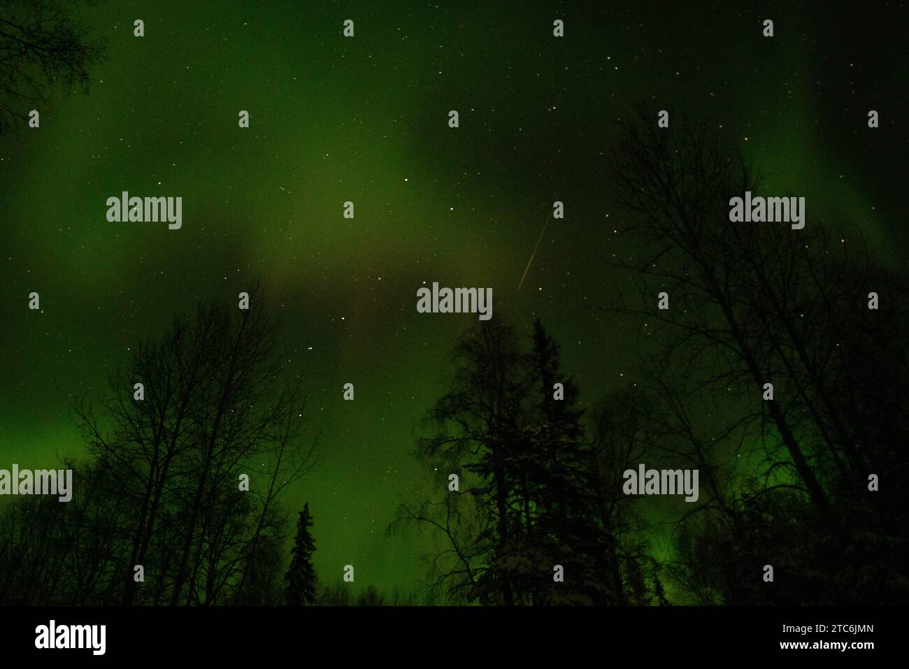 Aurora borealis silhouette trees hi-res stock photography and images ...