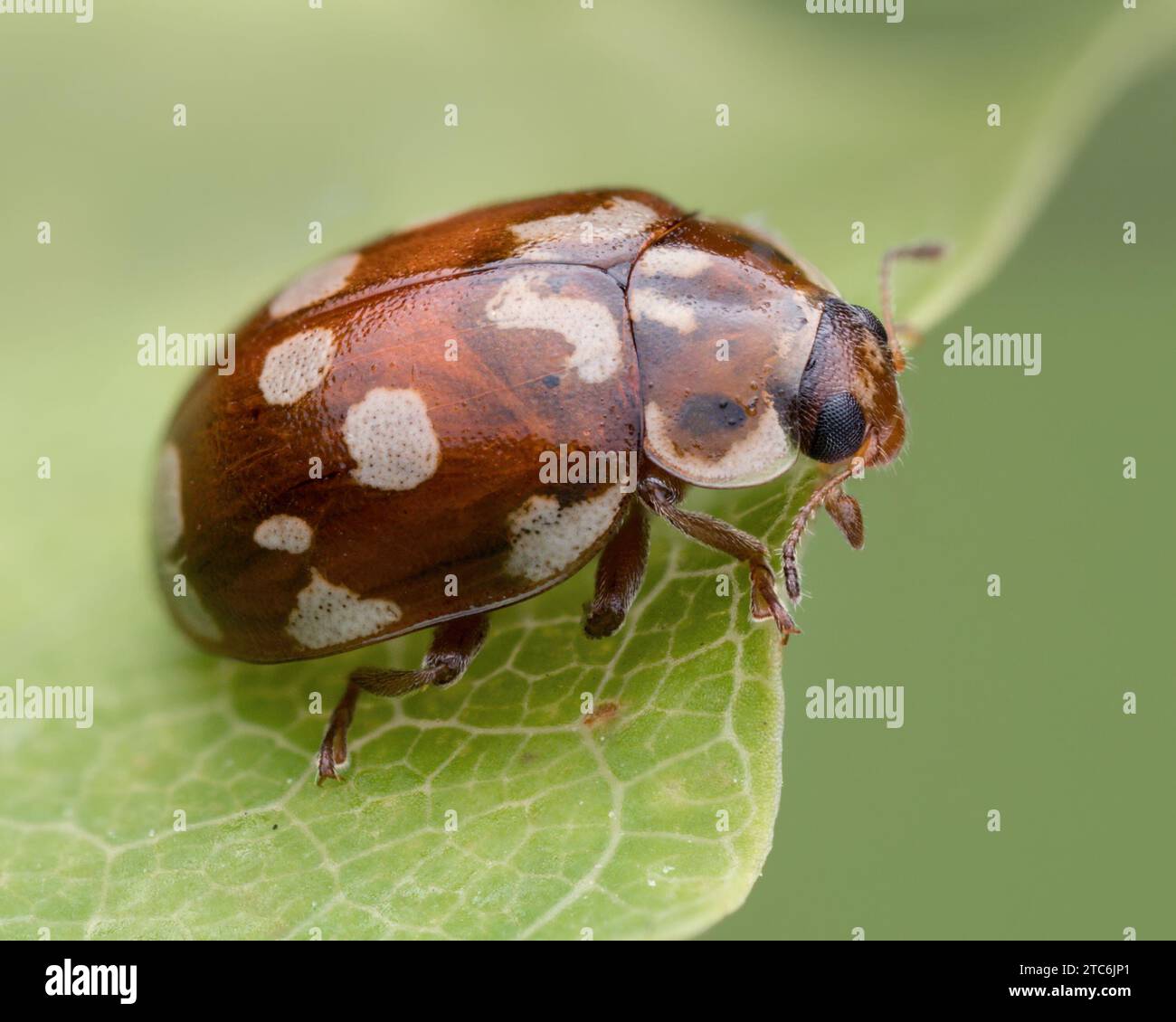 18 spot hi-res stock photography and images - Alamy