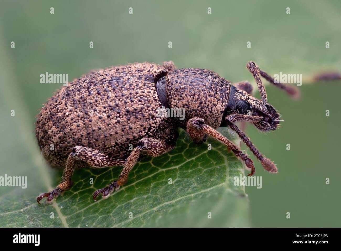 Clay-coloured Weevil (Otiorhynchus singularis) on ivy leaf. Tipperary ...