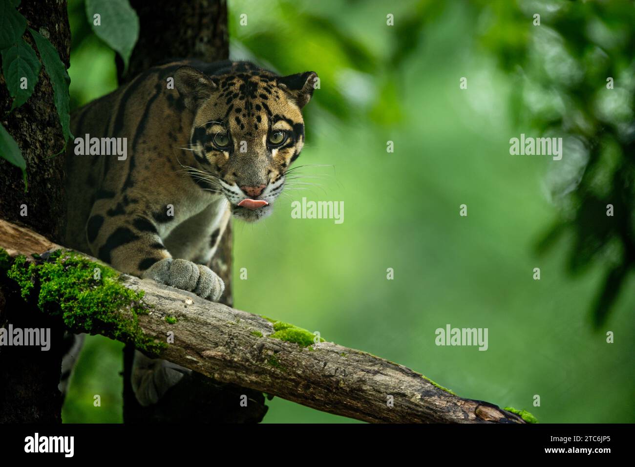 The Elusive Clouded Leopard (Neofelis nebulosa Stock Photo - Alamy