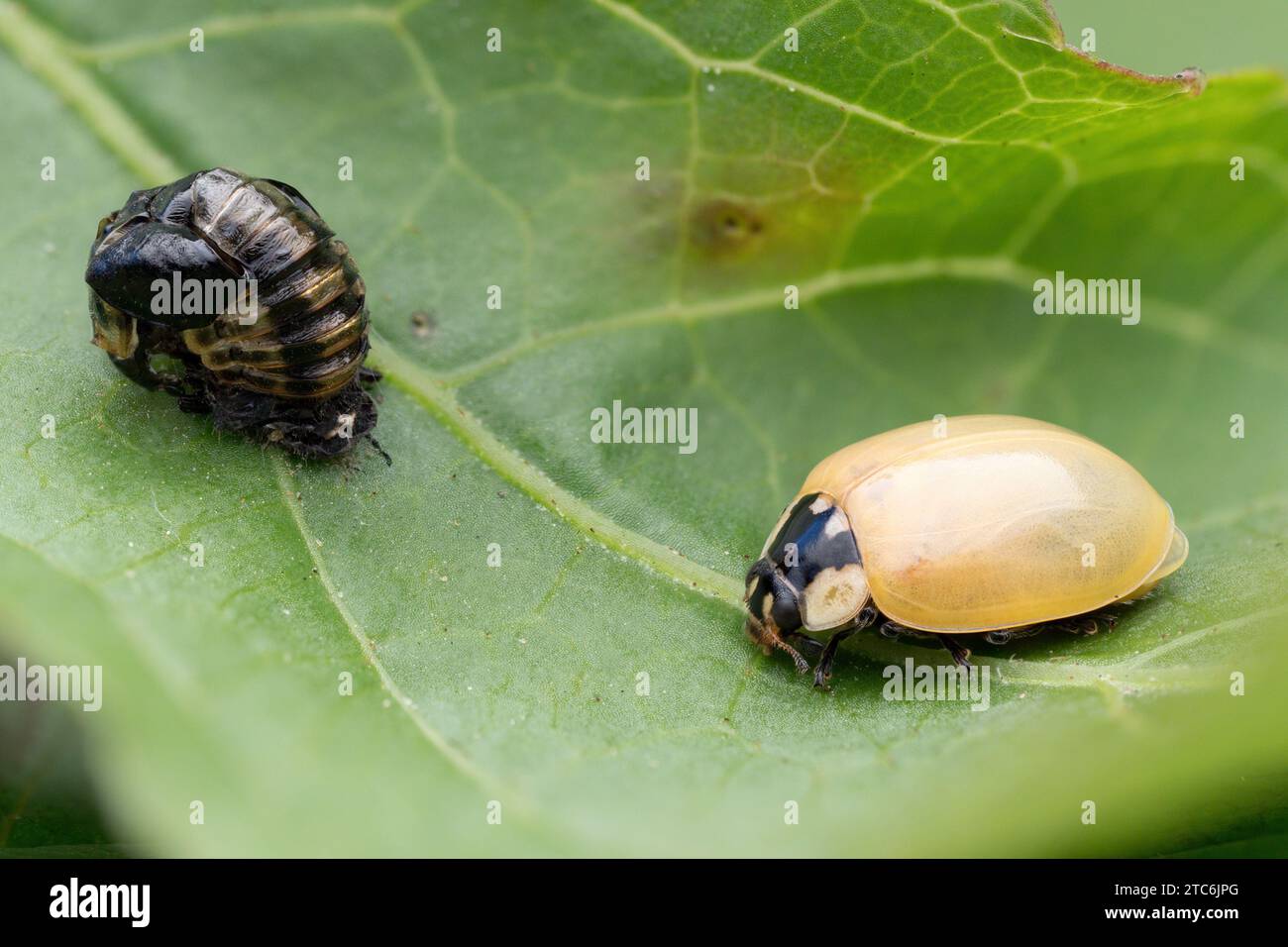 Teneral 2-spot Ladybird (Adalia bipunctata) alongside its pupal casing ...