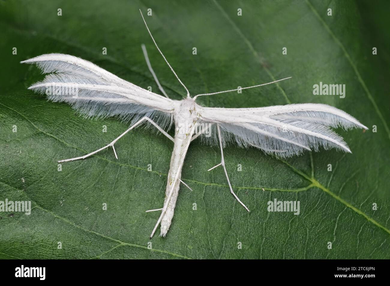 White Plume Moth (Pterophorus pentadactyla) at rest on leaf. Tipperary ...