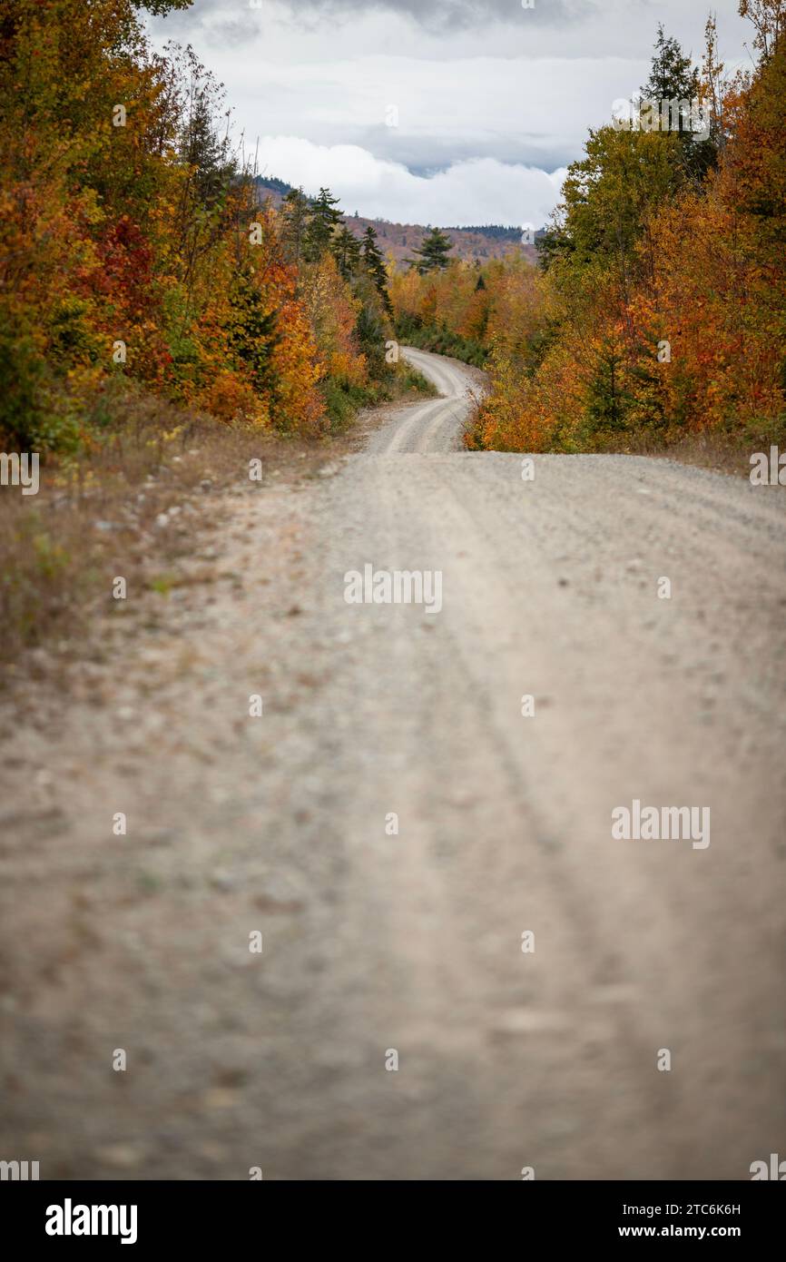 Gravel logging road in Maine woods with colorful fall foliage Stock ...