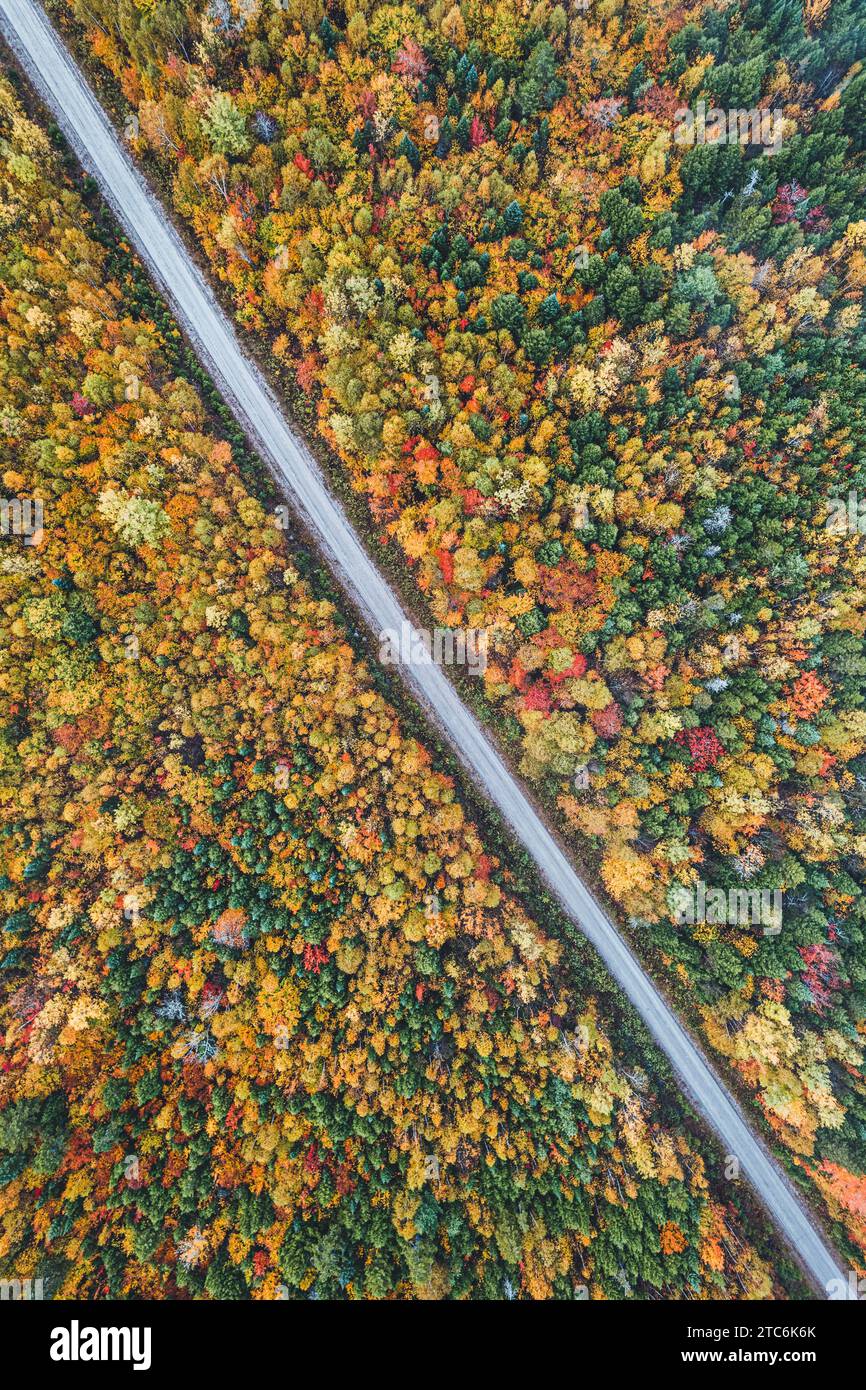 aerial view of dirt road bisecting vibrant fall foliage, Maine woods ...
