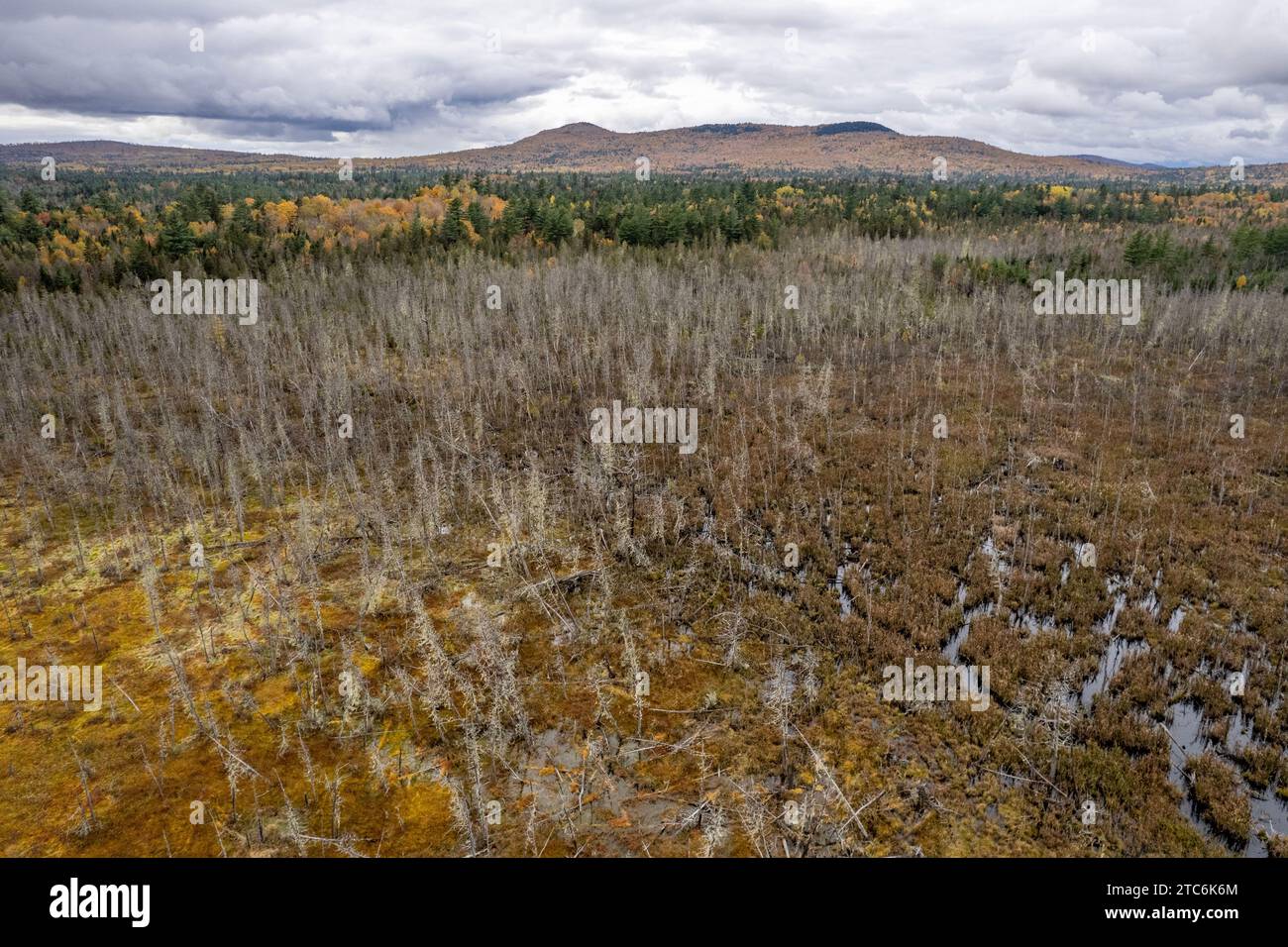 Dead trees in a swamp bog in fall in the Maine woods Stock Photo - Alamy