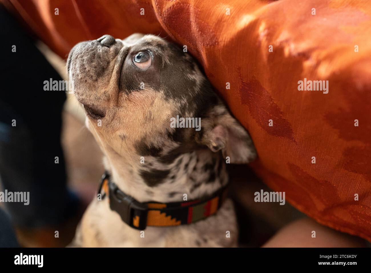 Dappled french bulldog hi-res stock photography and images - Alamy
