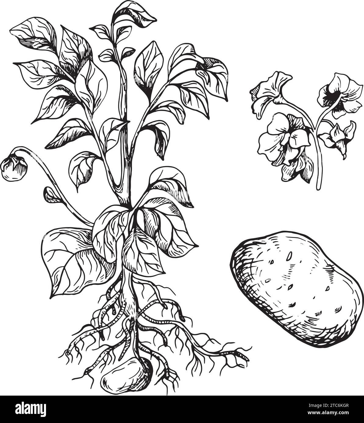 M murphy Stock Vector Images - Alamy