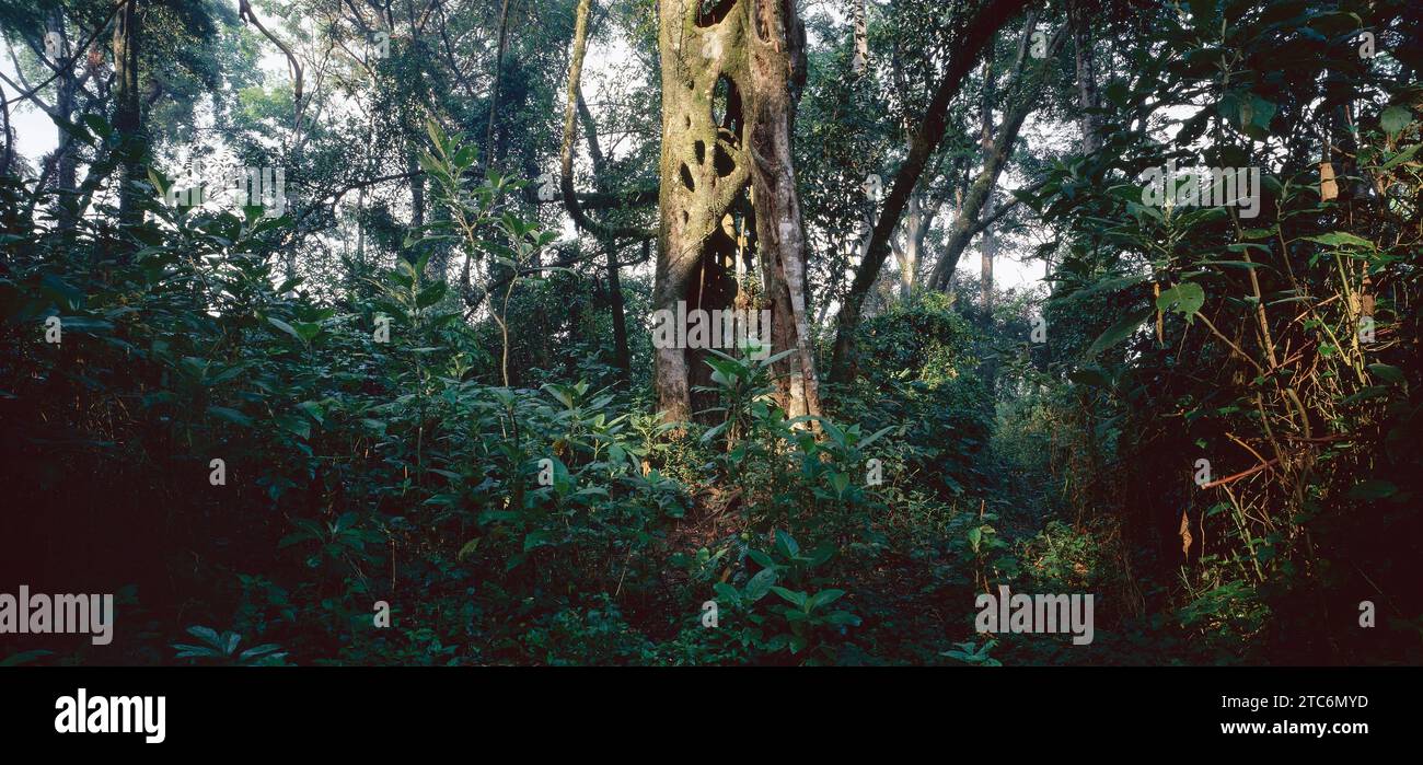 Rain forest tree in Kenya Stock Photo - Alamy