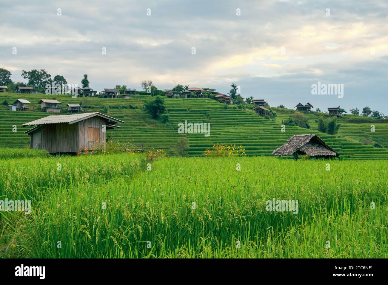 Landscape of green rice terraces amidst mountain agriculture. Travel ...