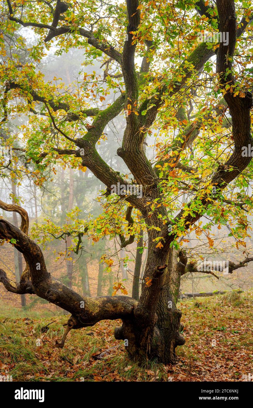 Old tree with fall foliage in autumn colorful forest, Amsterdamse ...