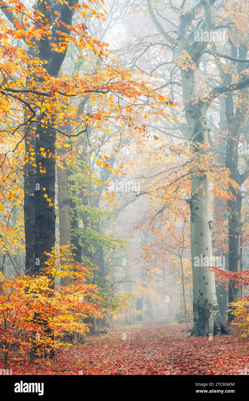 Hiking path in the mist at colorful autumn forest, Heemstede ...