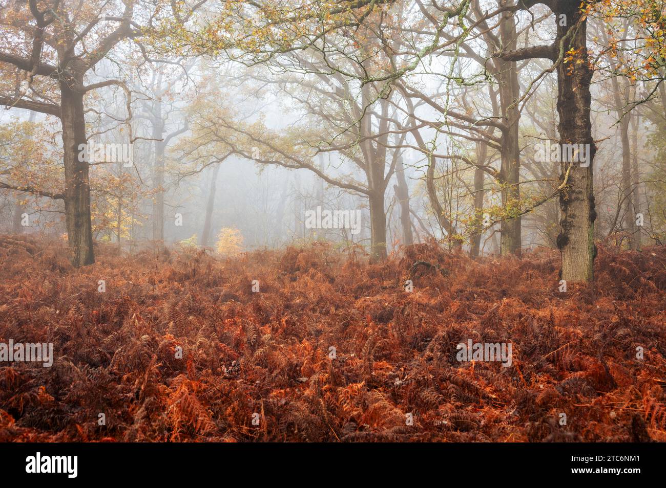 Fern and colorful foliage in mist and autumn forest, Heemstede ...
