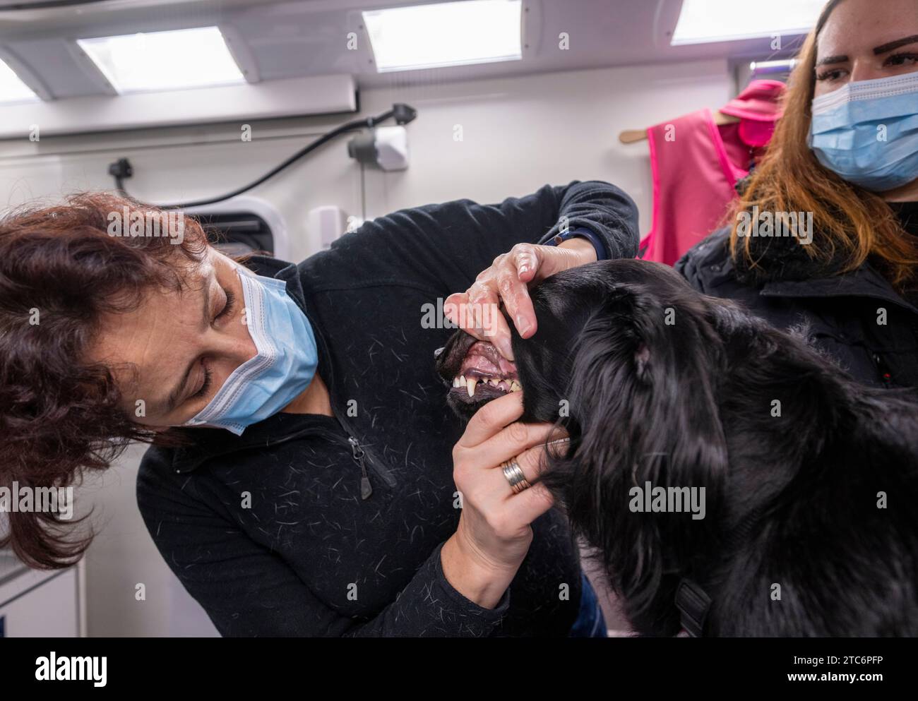 Mobile veterinary practice hi-res stock photography and images - Alamy