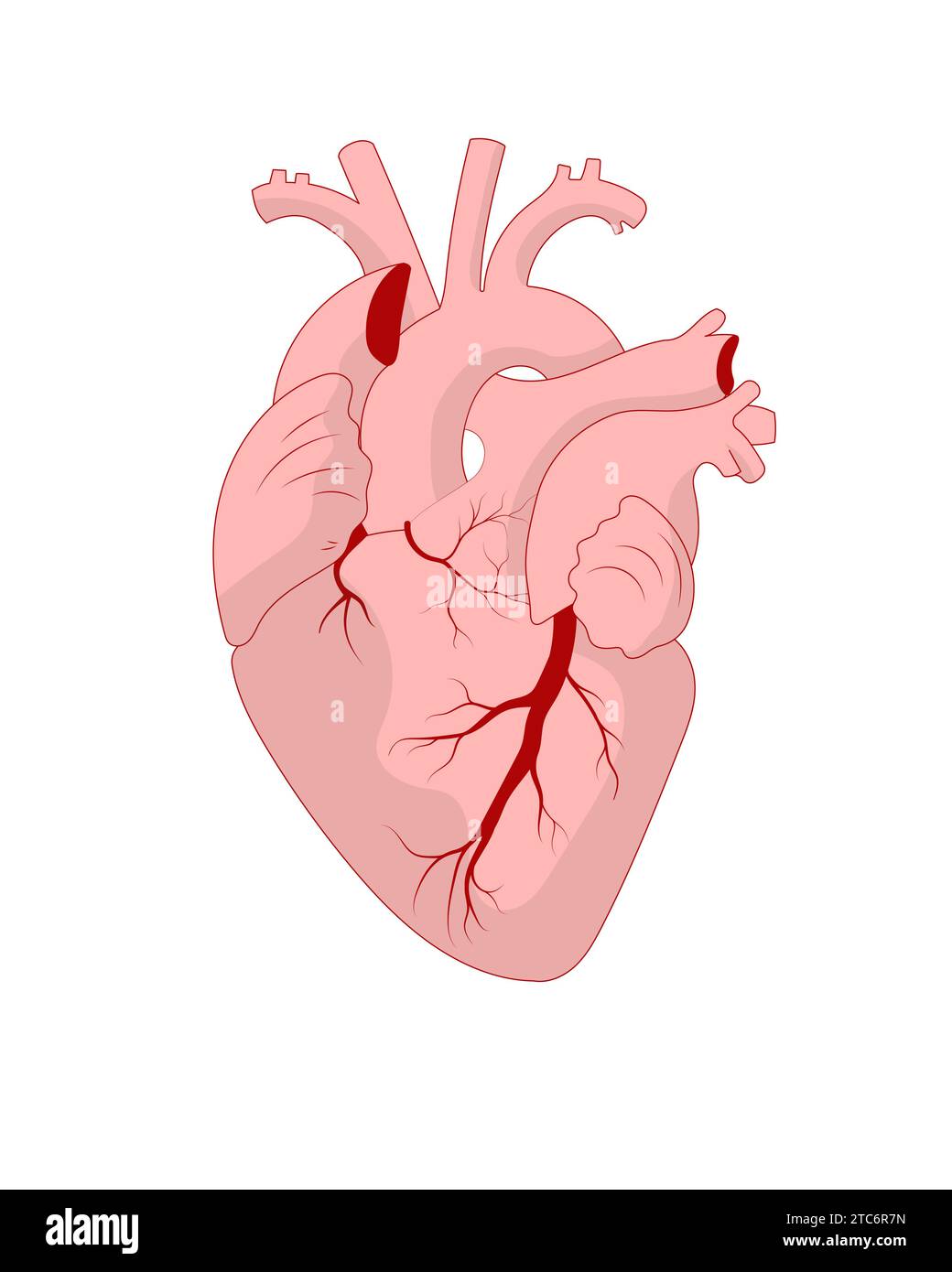 Anatomical heart isolated illustration in monochrome pink color. Human ...