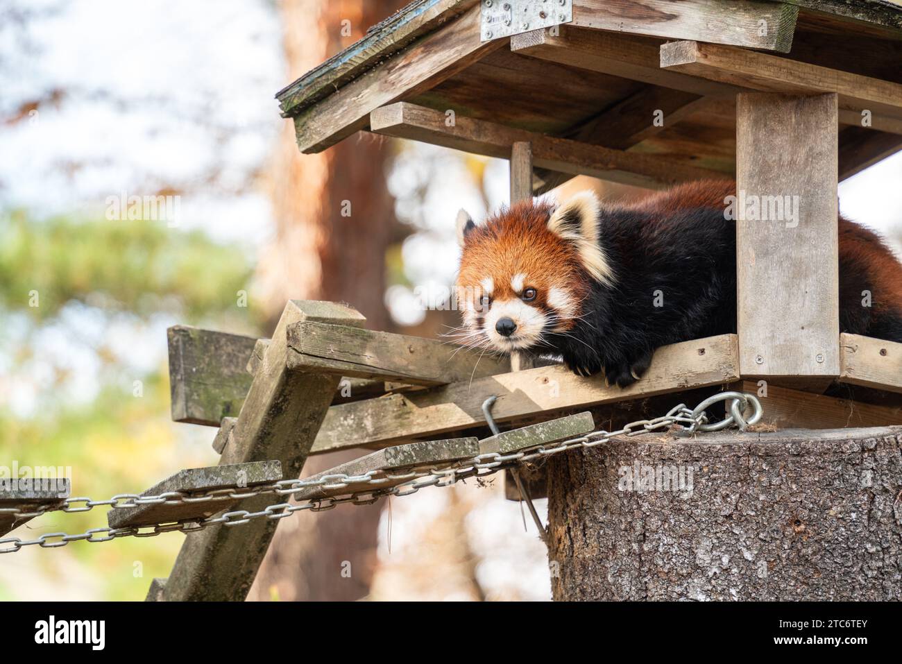 Cute red panda living in a zoo in Japan with tree branch, wooden house ...