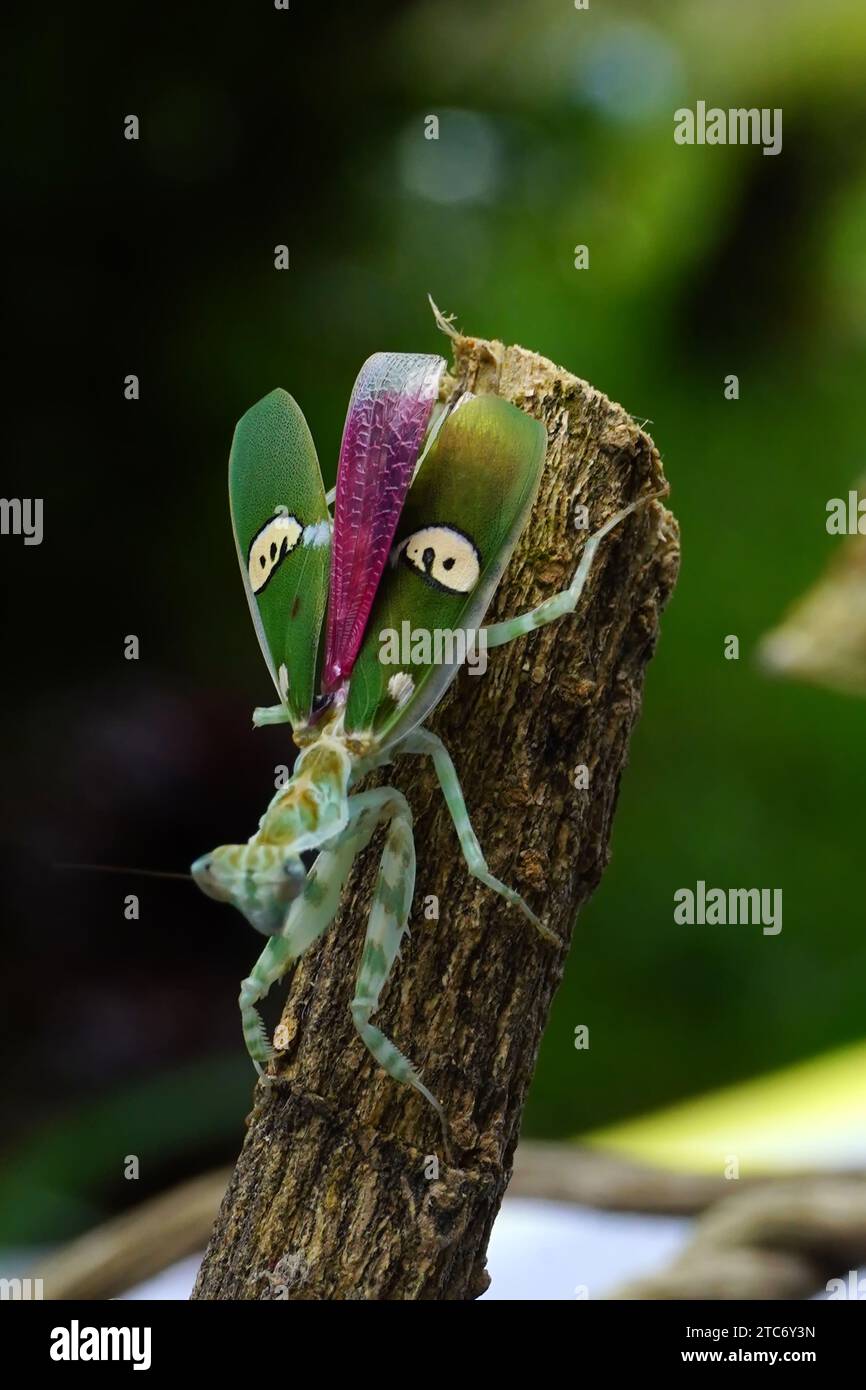 A cose up of Creobroter gemmatus or a common name jeweled flower mantis ...