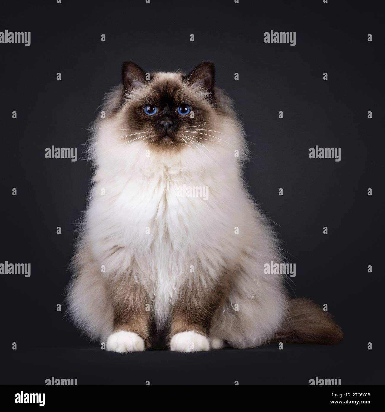 Majestic adult seal point Sacred Birman cat, sitting up facing front ...