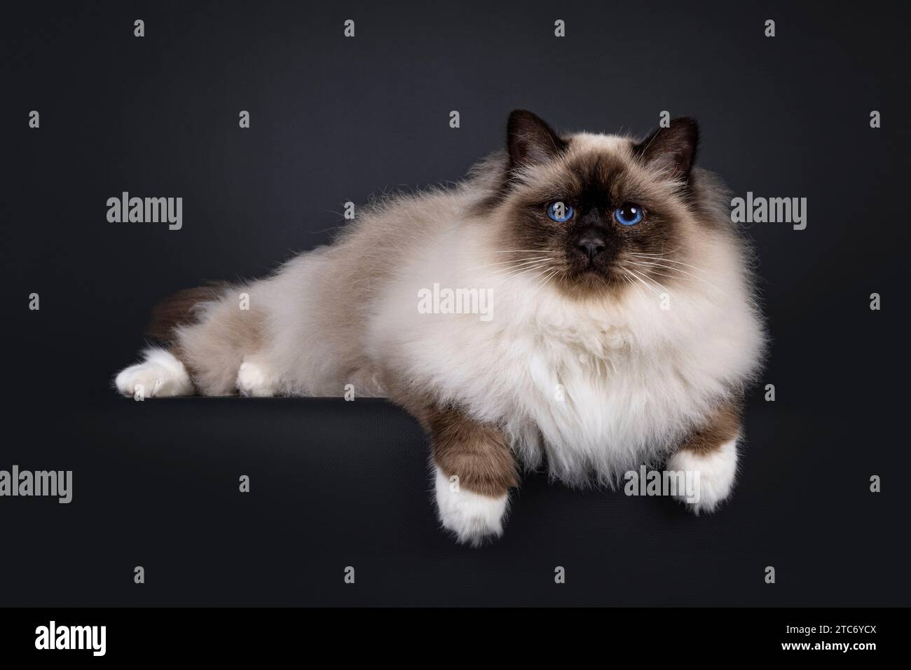 Majestic adult seal point Sacred Birman cat, laying side ways on edge ...