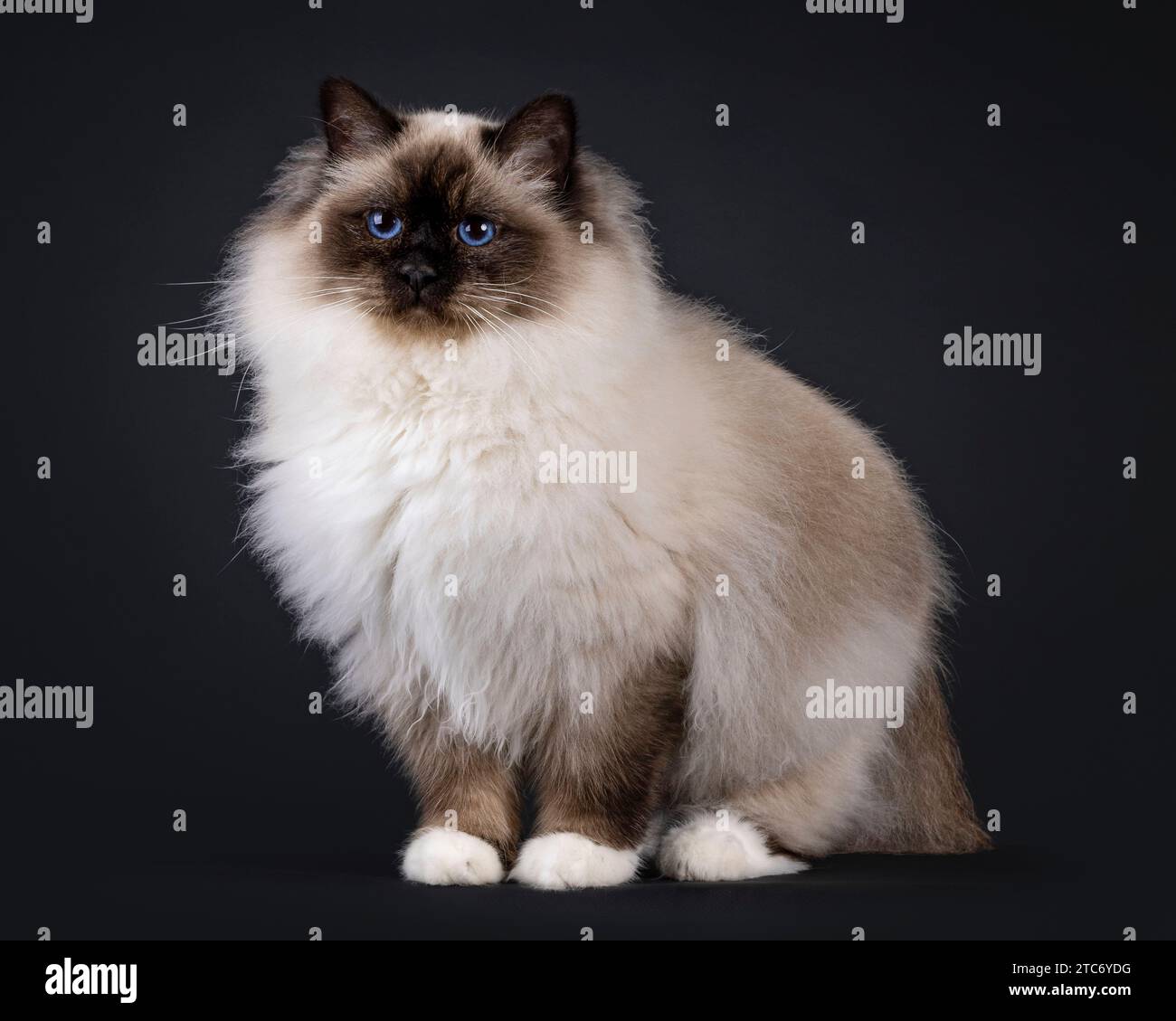 Majestic adult seal point Sacred Birman cat, standing side ways ...