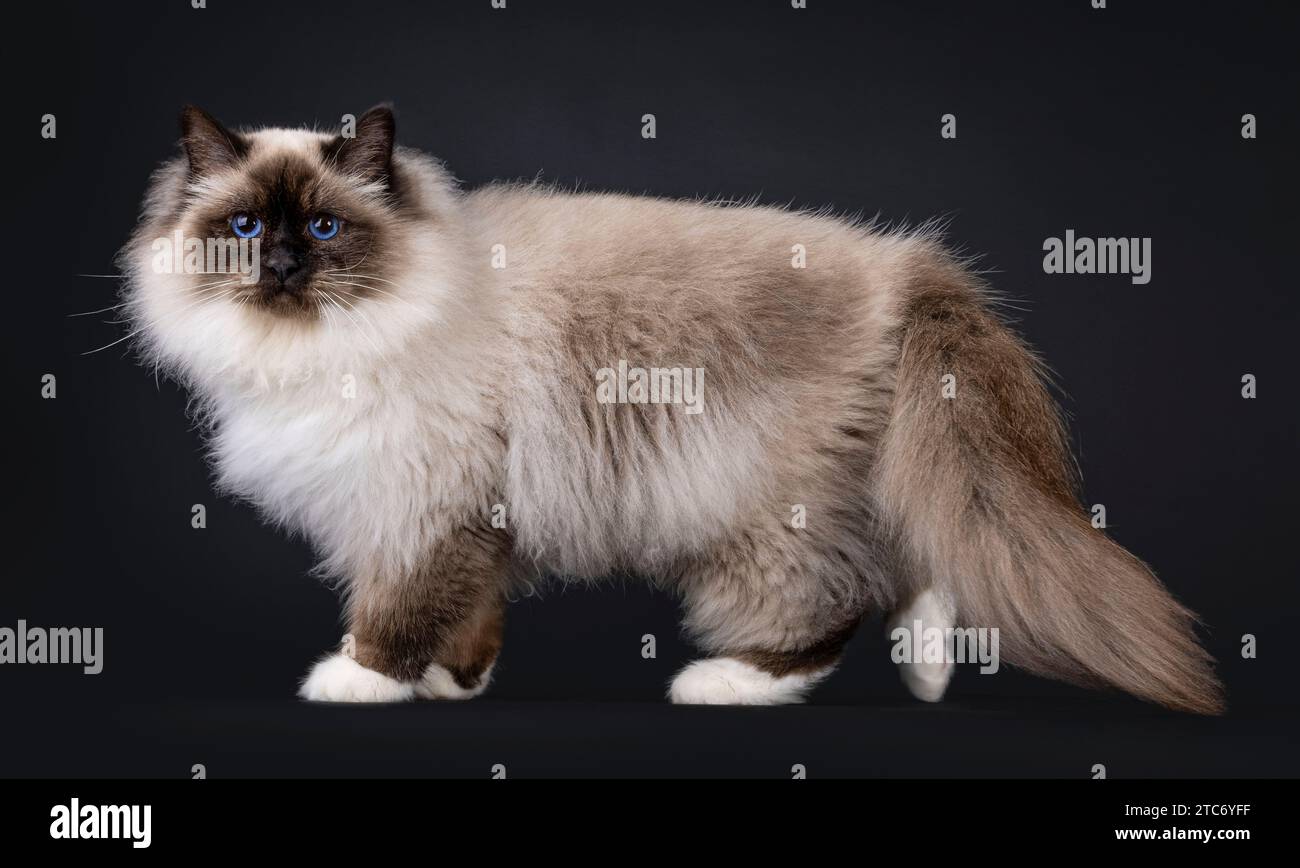 Majestic adult seal point Sacred Birman cat, walking side ways. Looking ...