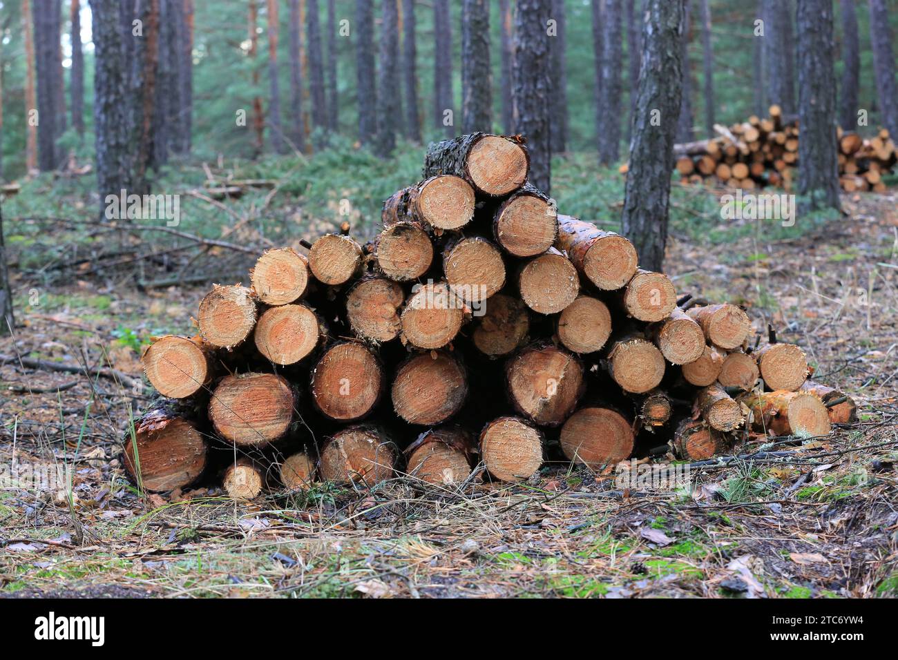 Wooden logs in clearing hi-res stock photography and images - Alamy