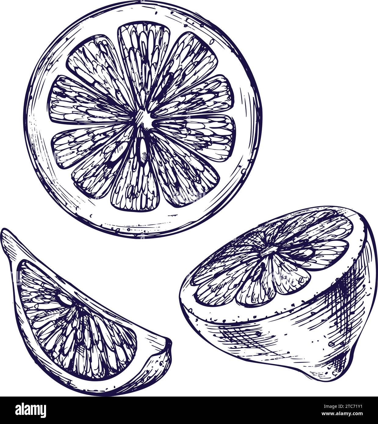A cut pieces of lemon. Graphic botanical illustration hand drawn in ...