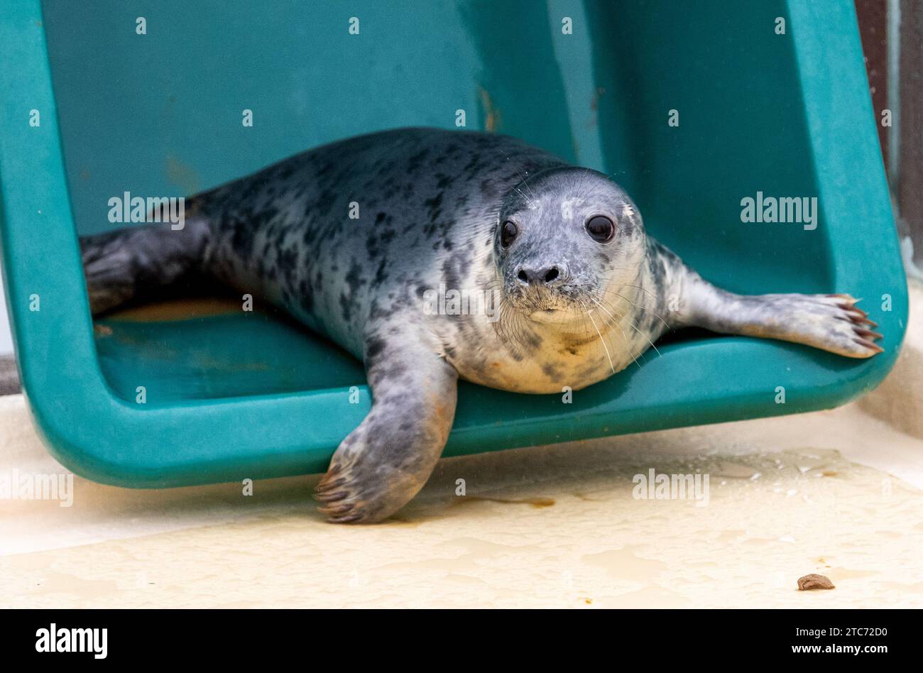 Friedrichskoog, Germany. 11th Dec, 2023. The female gray seal Toni sits ...