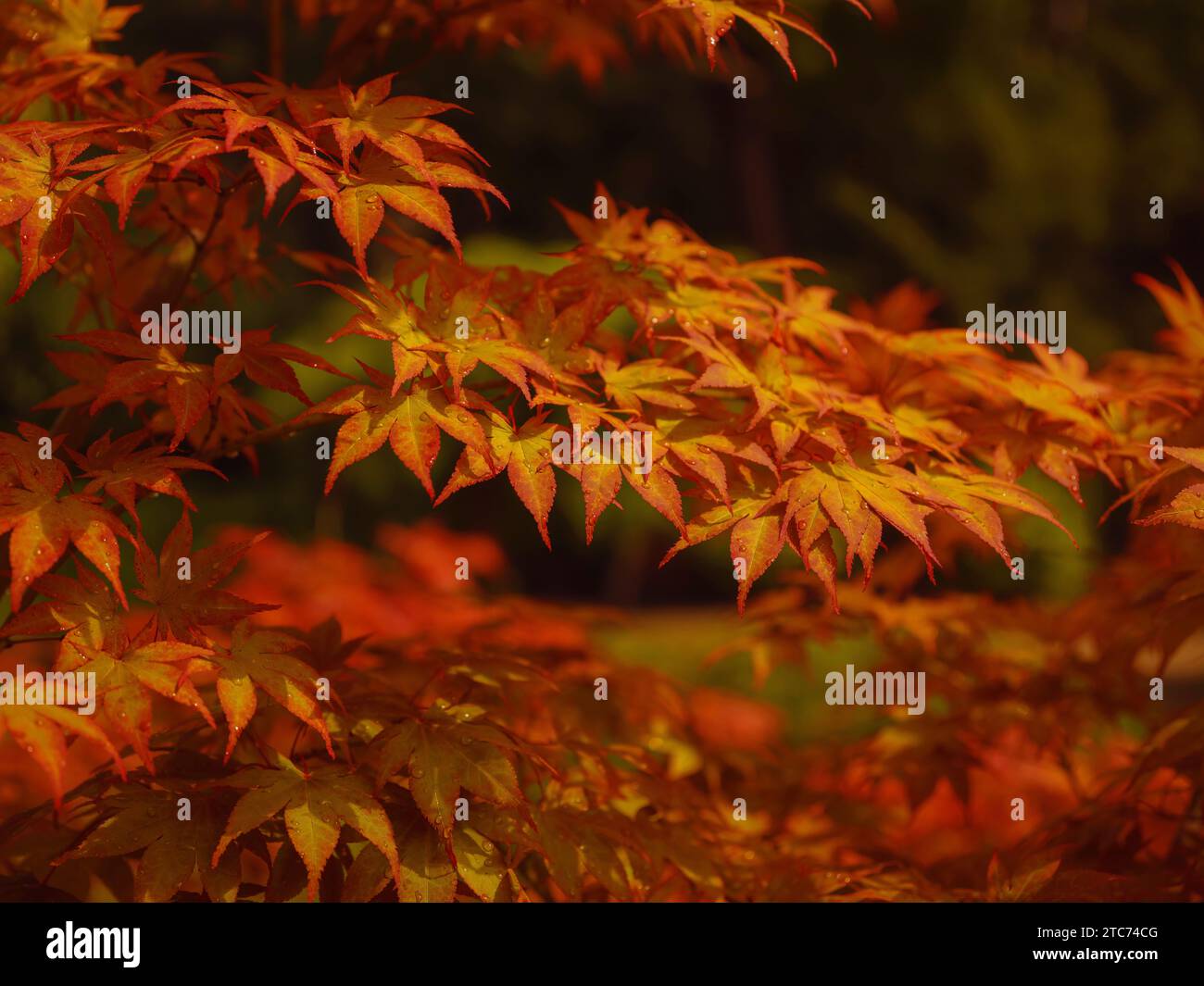 Beautiful autumn leaves that turned red in autumn in Japan. Japanese ...