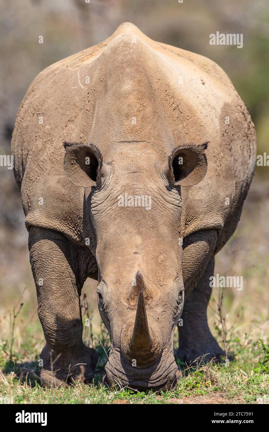 Rhino young male face to face encounter in wilderness wildlife park ...