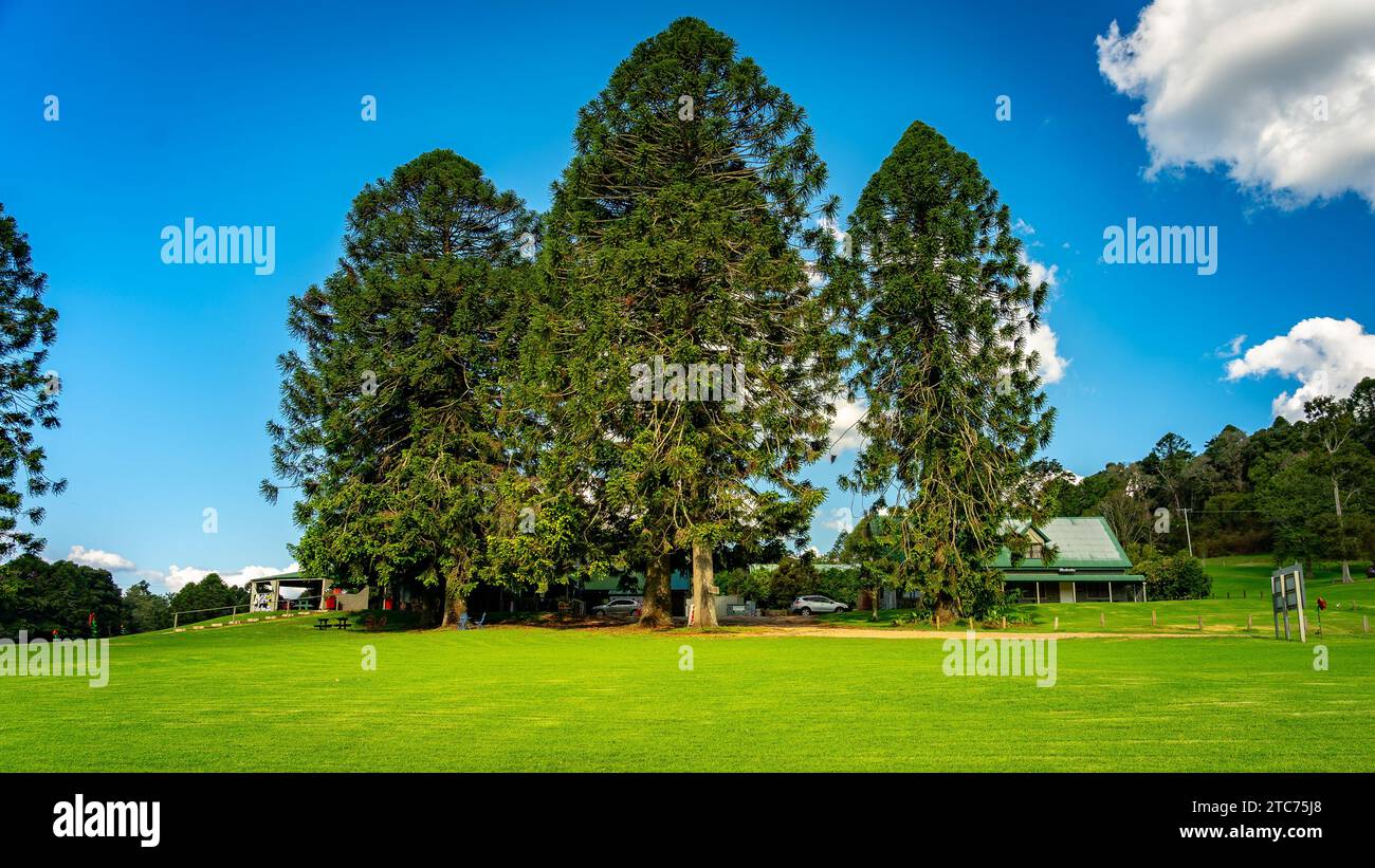 Bunya Mountains, QLD, Australia - Giant Bunya pine trees in the village ...