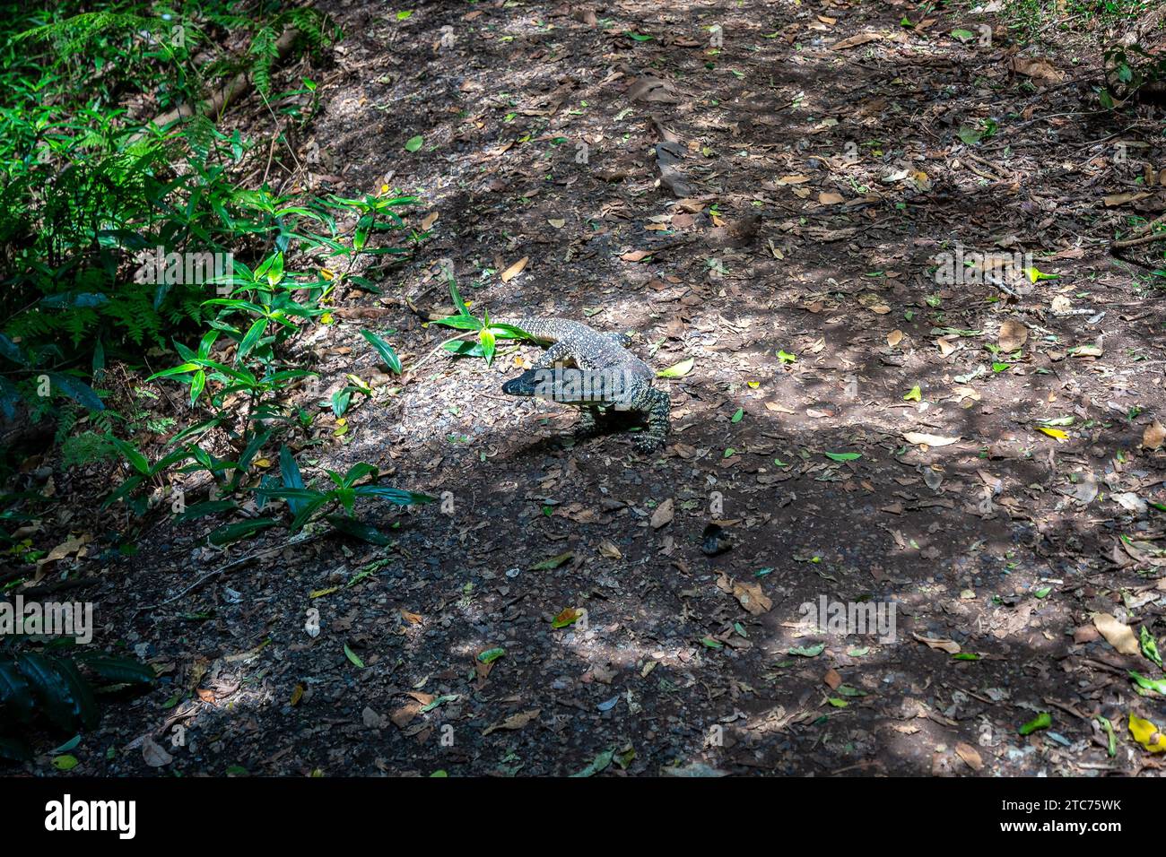 Wild Lace Monitor (goanna) lizard in Bunya Mountains National Park ...